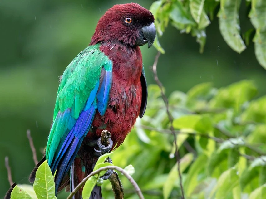 Maroon Shining Parrot | NatureRules1 Wiki | Fandom