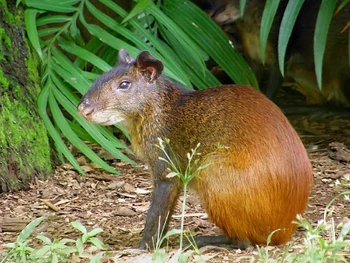 Red Acouchi | NatureRules1 Wiki | Fandom