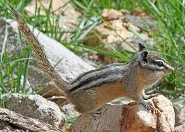 Grey-footed Chipmunk | NatureRules1 Wiki | Fandom
