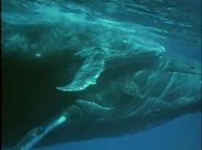Humpback Whale | NatureRules1 Wiki | Fandom