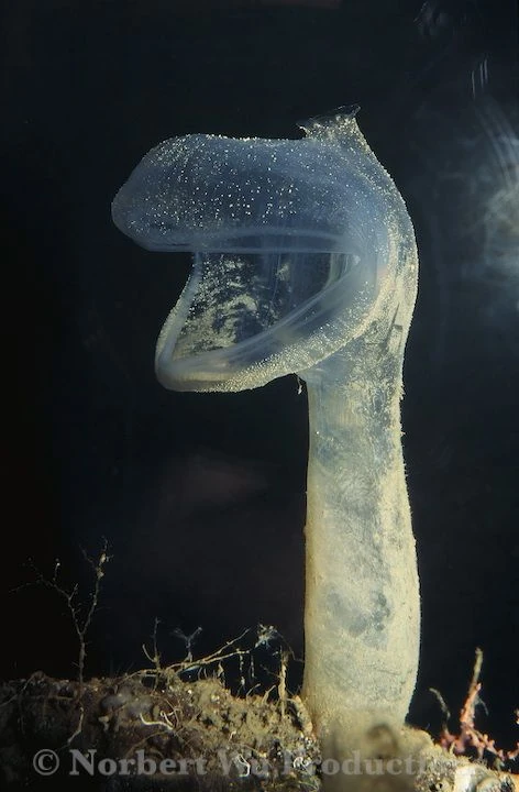 Predatory Tunicate | NatureRules1 Wiki | Fandom