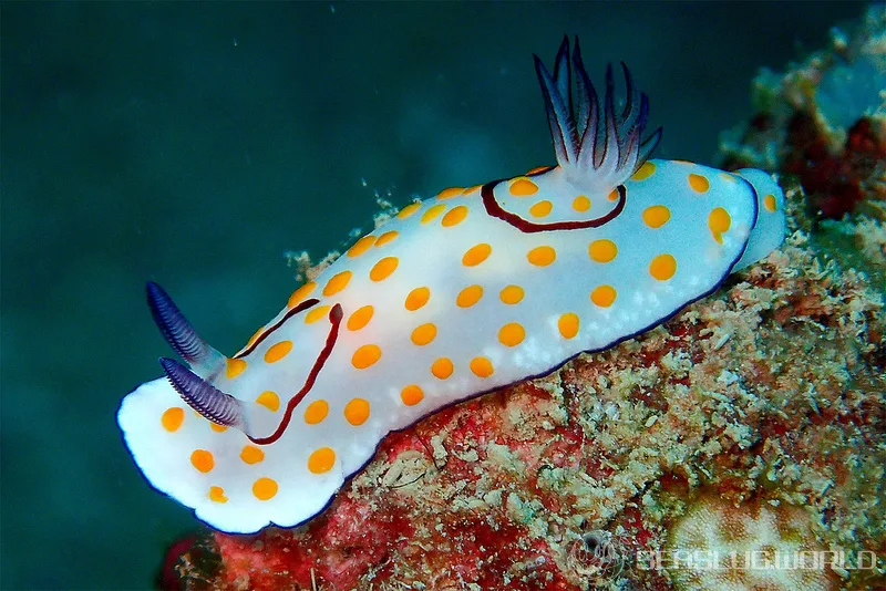 Goniobranchus Annulatus | NatureRules1 Wiki | Fandom