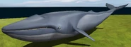 Blue Whale | NatureRules1 Wiki | Fandom