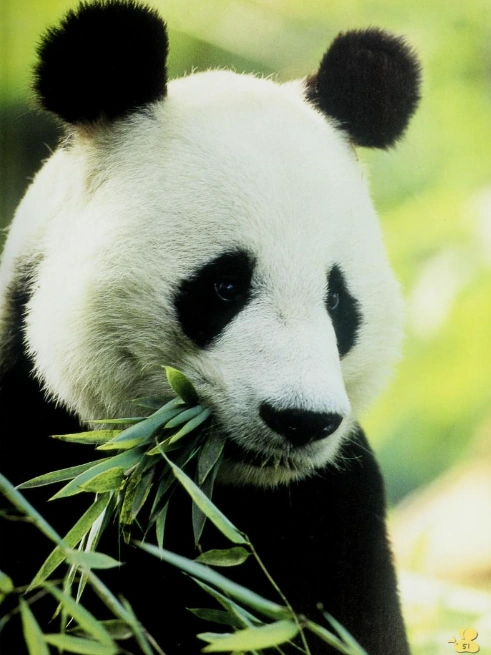 Scary Creatures Bears | NatureRules1 Wiki | Fandom