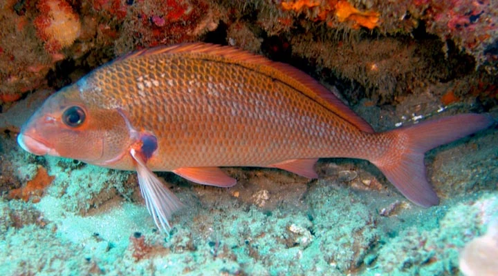 Natal Fingerfin | NatureRules1 Wiki | Fandom