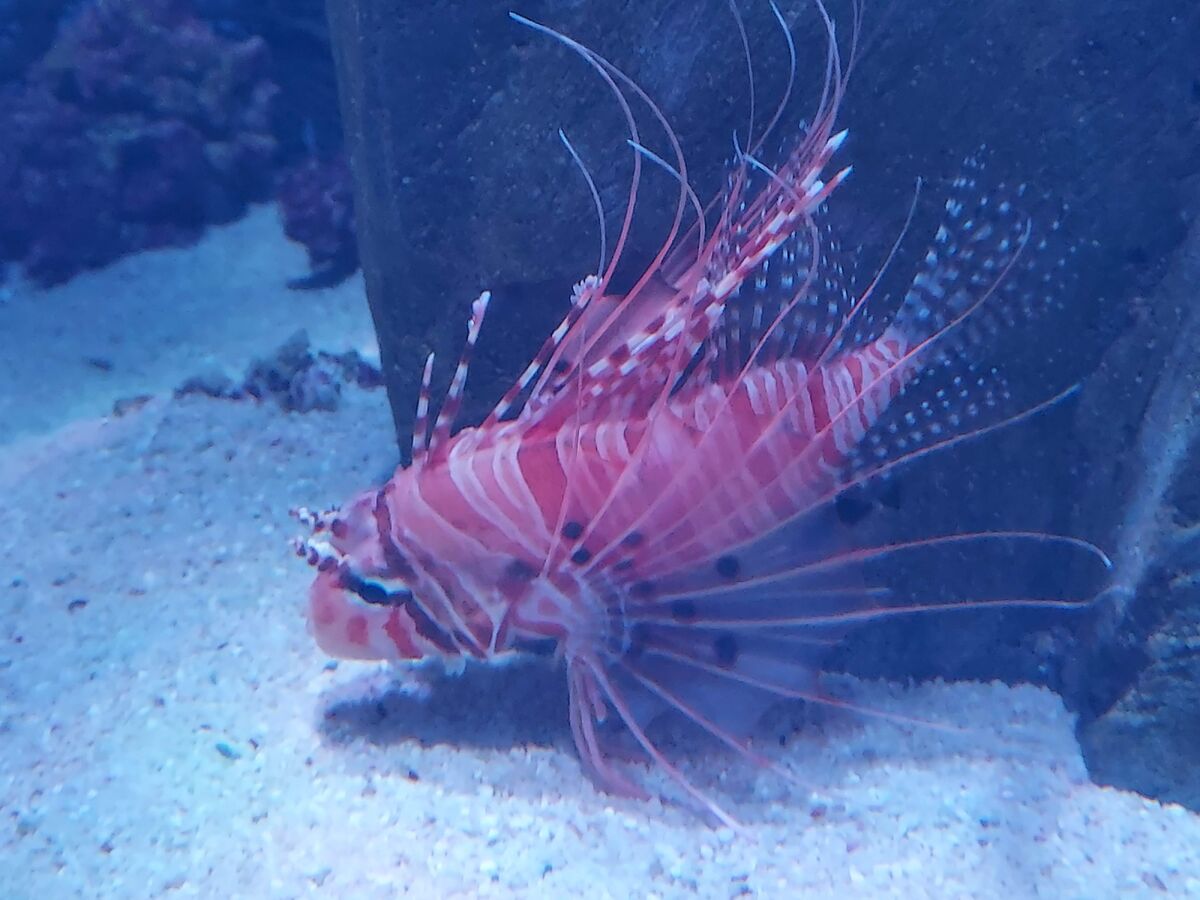 Spotfin Lionfish | NatureRules1 Wiki | Fandom
