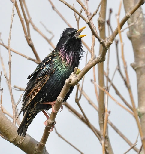 Common Starling | NatureRules1 Wiki | Fandom
