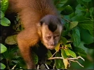 Tufted Capuchin | NatureRules1 Wiki | Fandom