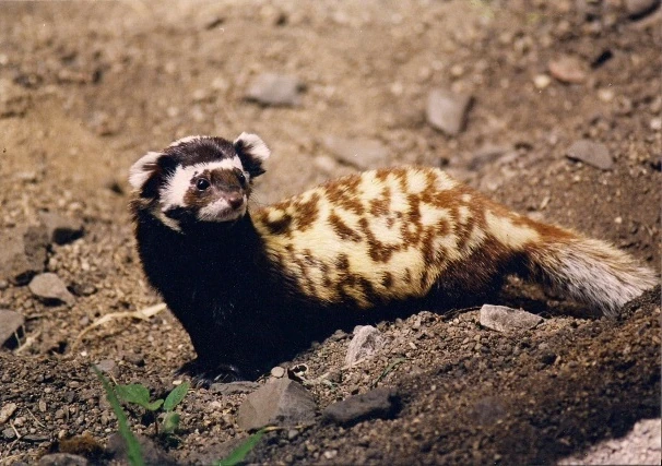 Marbled Polecat | NatureRules1 Wiki | Fandom