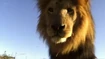 Wild Africa | NatureRules1 Wiki | Fandom