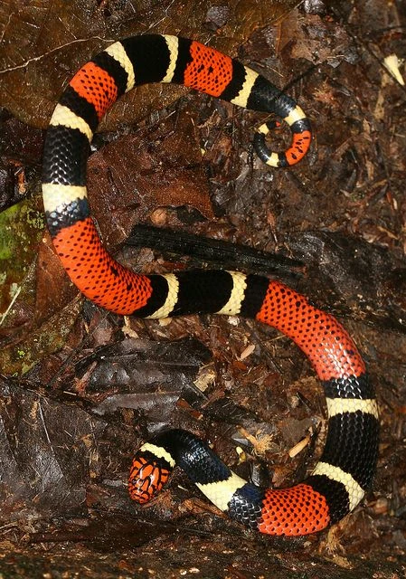 Aquatic Coral Snake | NatureRules1 Wiki | Fandom
