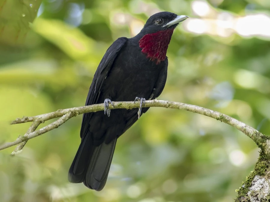 Purple-throated Fruitcrow | NatureRules1 Wiki | Fandom