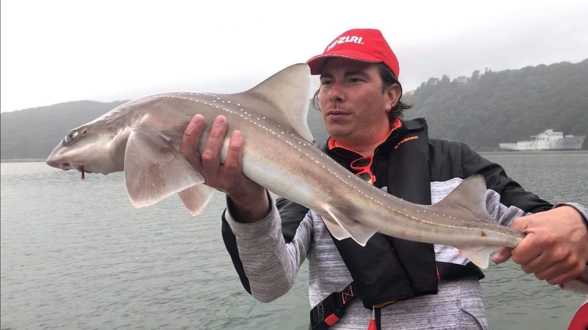 Blackspotted Smooth-hound | NatureRules1 Wiki | Fandom