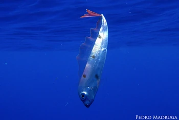 Dealfish | NatureRules1 Wiki | Fandom