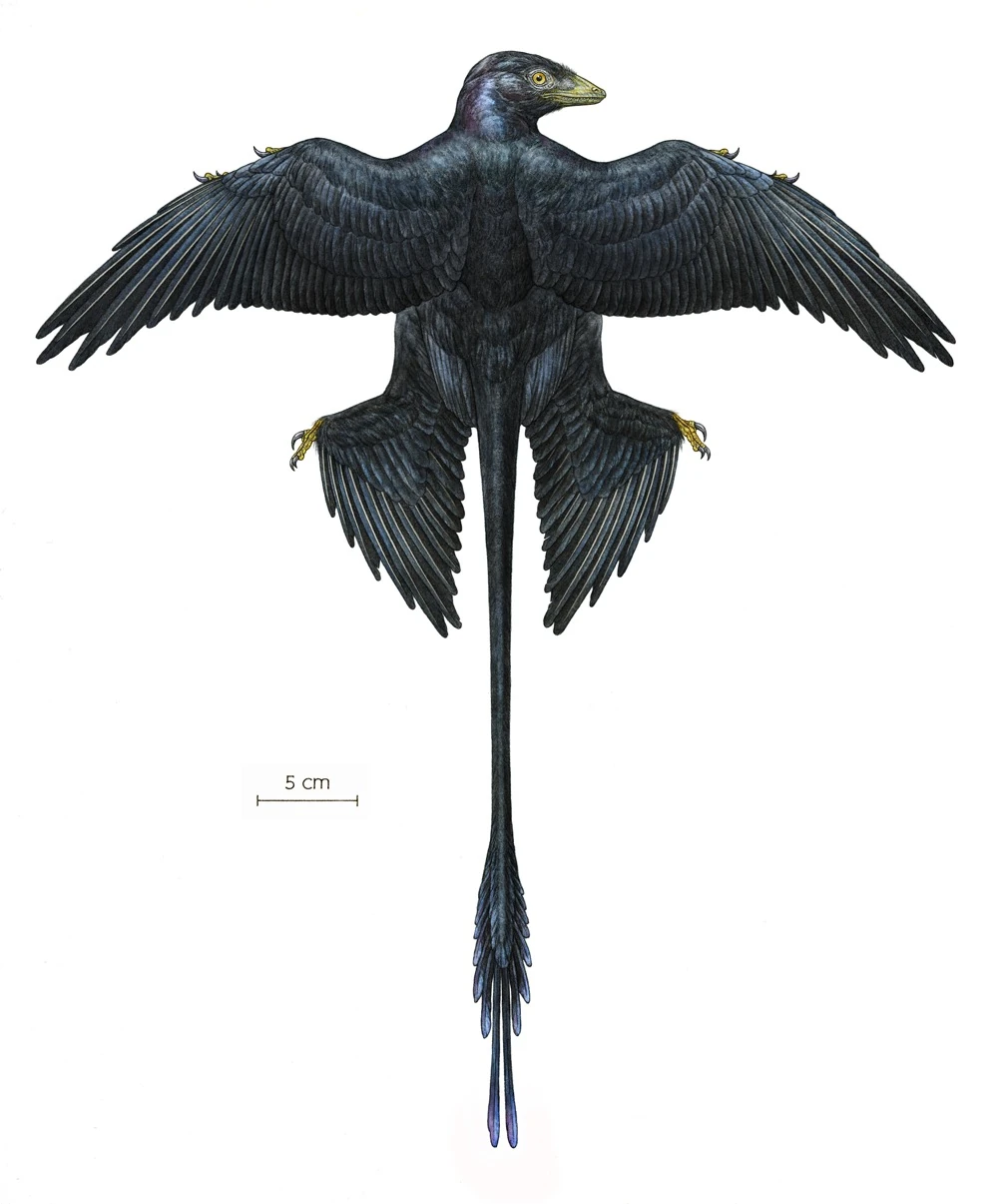 Microraptor | NatureRules1 Wiki | Fandom