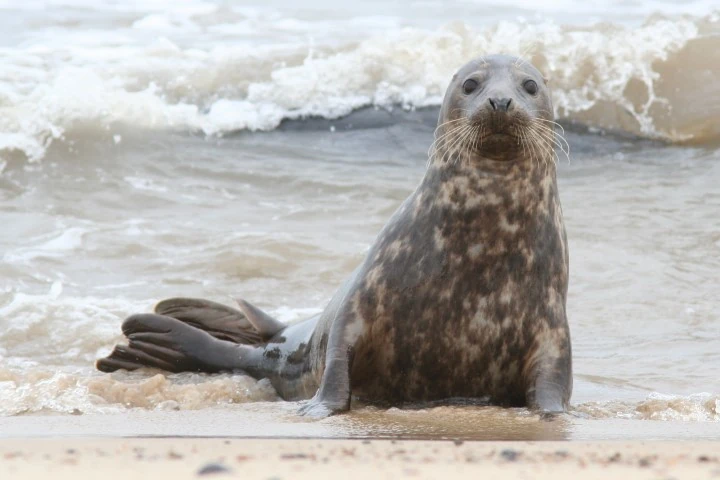 Grey Seal | NatureRules1 Wiki | Fandom