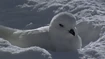 Antarctica | NatureRules1 Wiki | Fandom