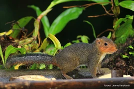 Asian Red Cheeked Squirrel | NatureRules1 Wiki | Fandom