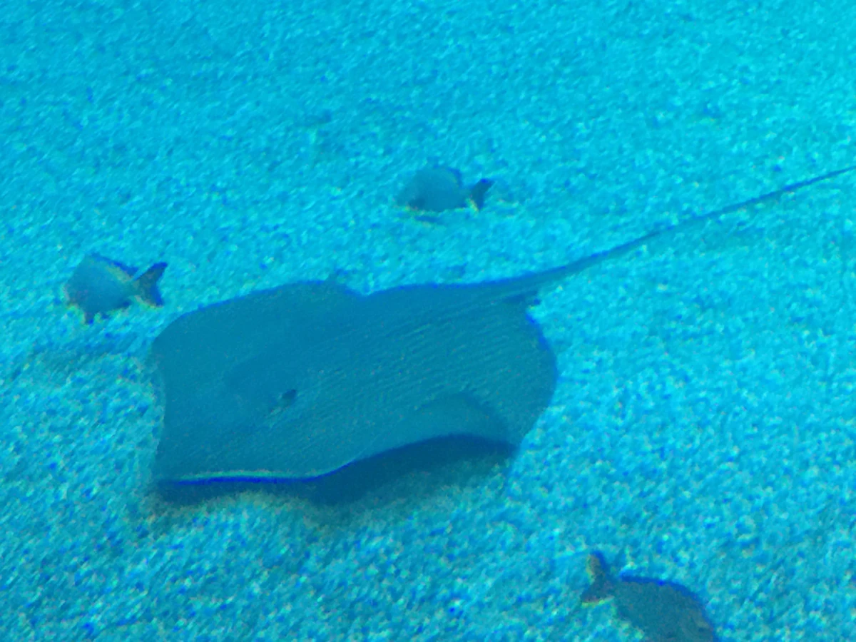 Reticulate Whipray | NatureRules1 Wiki | Fandom