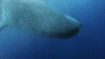 Oceans (2009) | NatureRules1 Wiki | Fandom