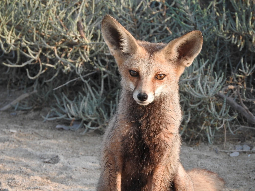 Arabian Red Fox | NatureRules1 Wiki | Fandom