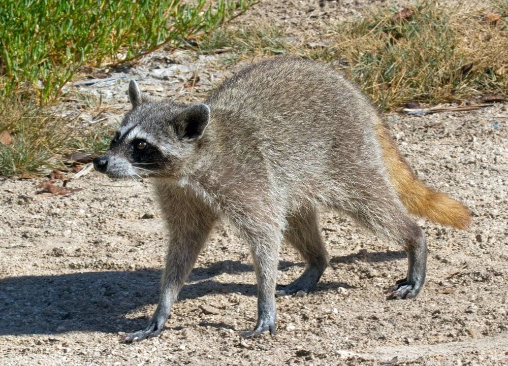 Pygmy Raccoon | NatureRules1 Wiki | Fandom