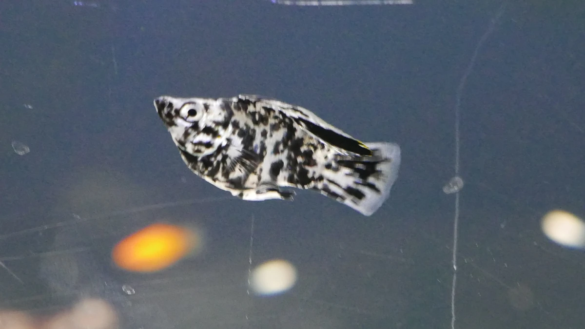 Common Molly | NatureRules1 Wiki | Fandom