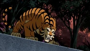 Sumatran Tiger | NatureRules1 Wiki | Fandom