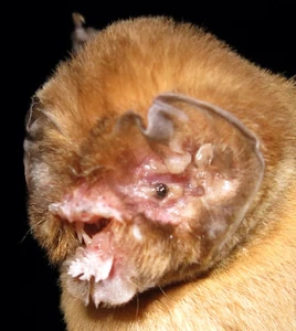 Ghost-faced Bat | NatureRules1 Wiki | Fandom