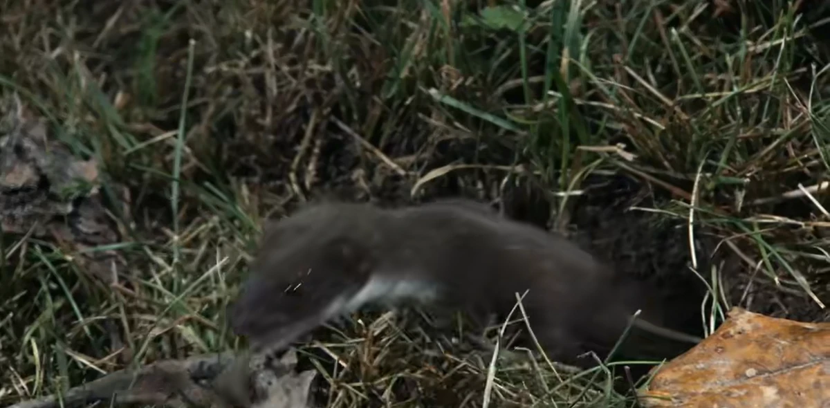 DK Eyewitness Books Ecology | NatureRules1 Wiki | Fandom