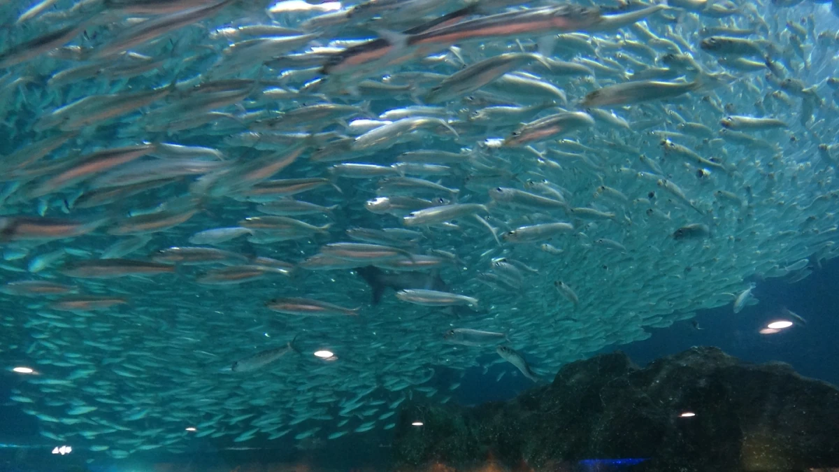 South American Pilchard | NatureRules1 Wiki | Fandom