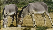 African Wild Ass | NatureRules1 Wiki | Fandom