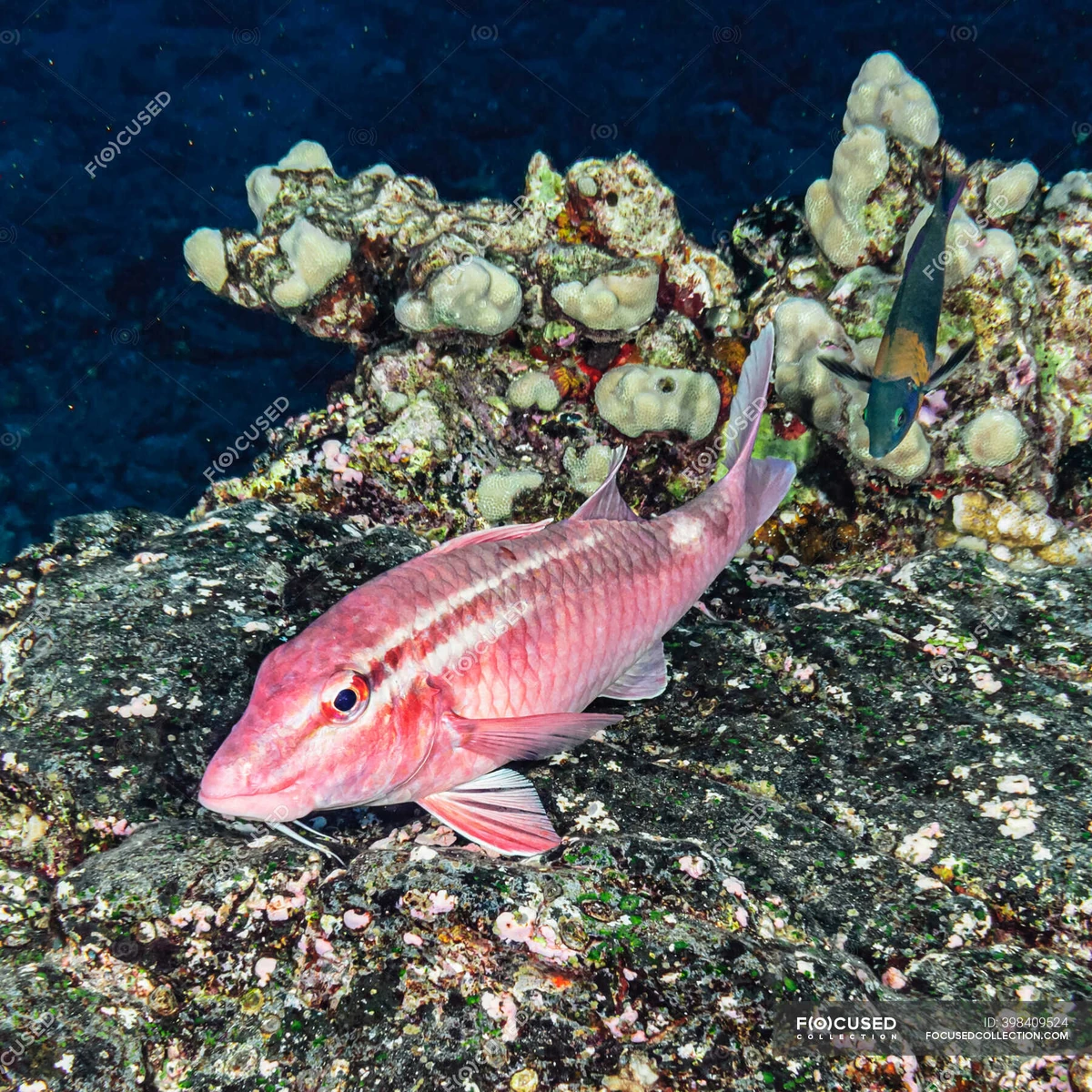 Whitesaddle Goatfish | NatureRules1 Wiki | Fandom
