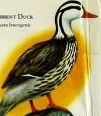 Torrent Duck | NatureRules1 Wiki | Fandom