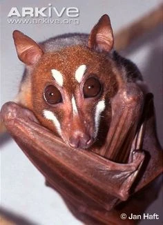 Sulawesi Stripe-faced Fruit Bat | NatureRules1 Wiki | Fandom