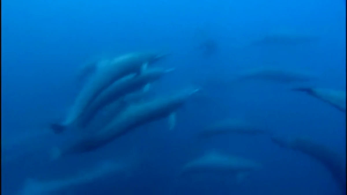 Blue Planet II | NatureRules1 Wiki | Fandom