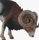 Mouflon | NatureRules1 Wiki | Fandom