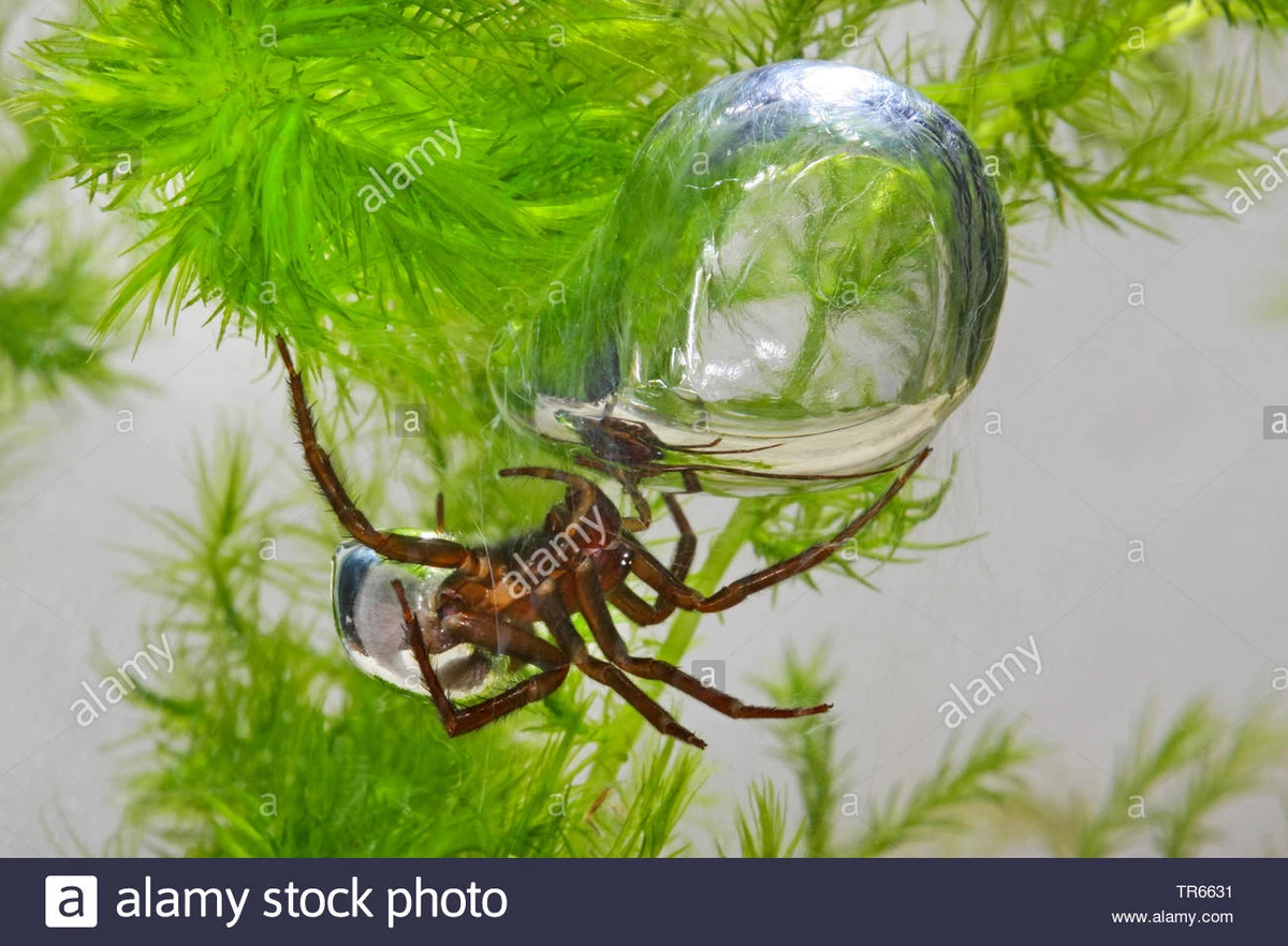 Diving Bell Spider | NatureRules1 Wiki | Fandom