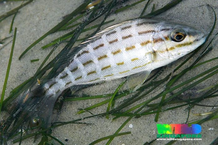 Fourlined Terapon | NatureRules1 Wiki | Fandom