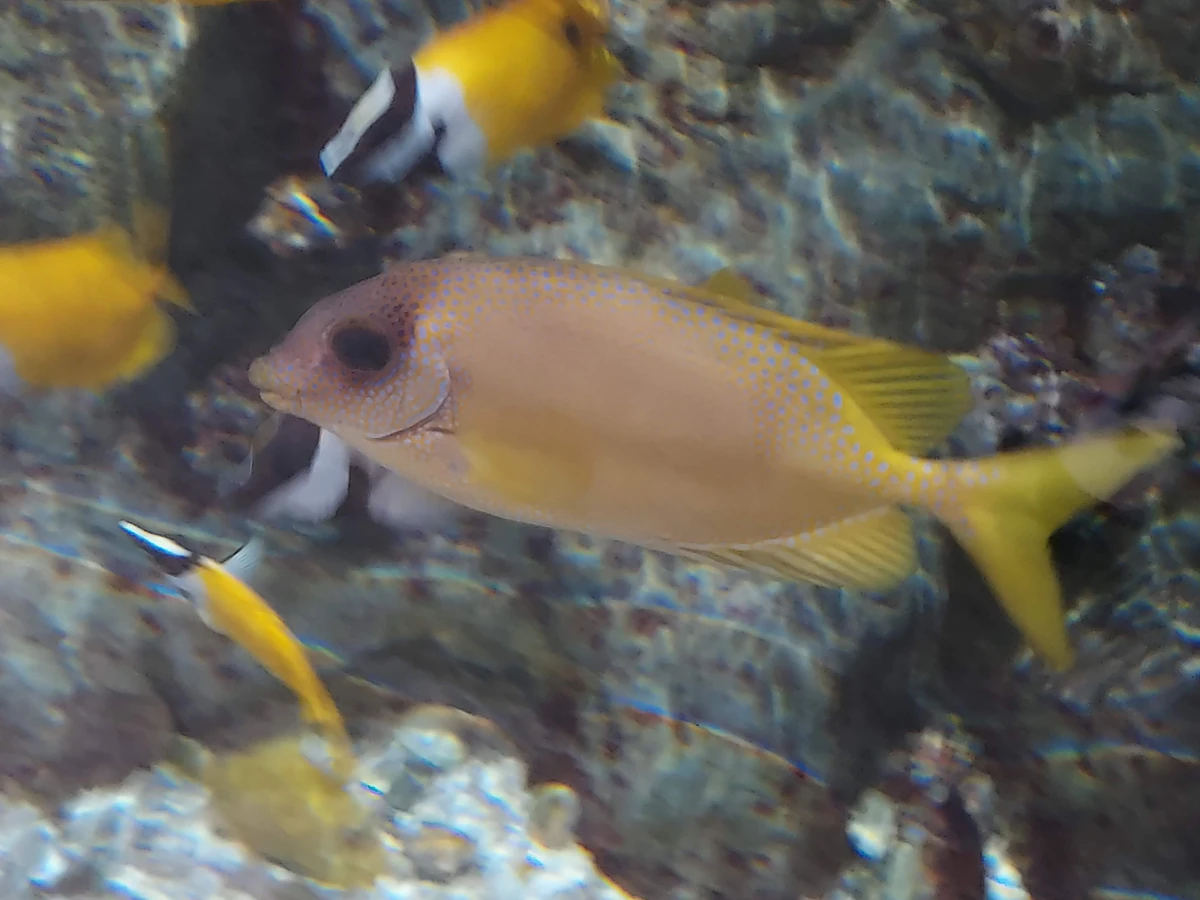 Masked Rabbitfish | NatureRules1 Wiki | Fandom