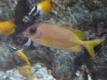 Masked Rabbitfish | NatureRules1 Wiki | Fandom