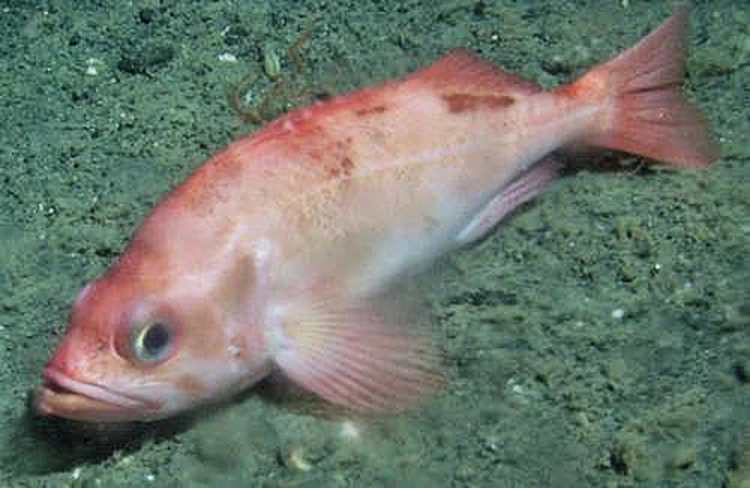 Pacific Ocean Perch | NatureRules1 Wiki | Fandom