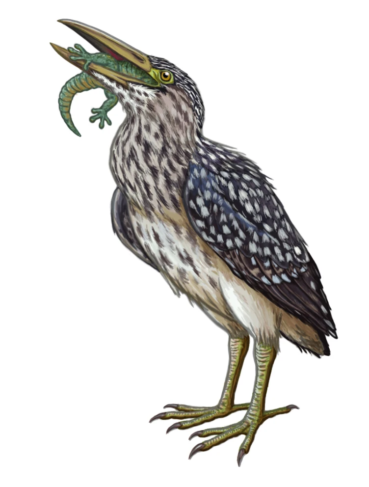 Rodrigues Night Heron | NatureRules1 Wiki | Fandom