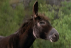 The Adventures Of Pinocchio Donkey