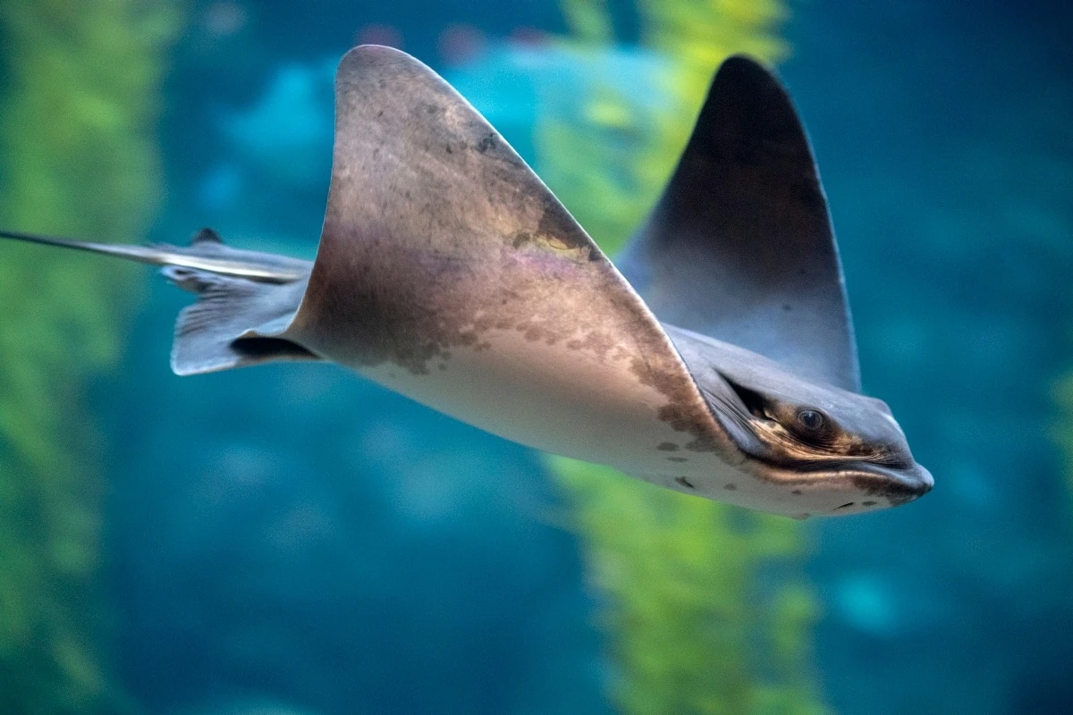 Bat Ray | NatureRules1 Wiki | Fandom