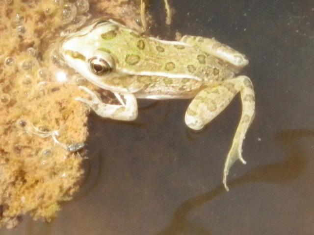 Las Vegas Leopard Frog | NatureRules1 Wiki | Fandom