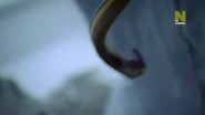 Yellow-Bellied Sea Snake | NatureRules1 Wiki | Fandom