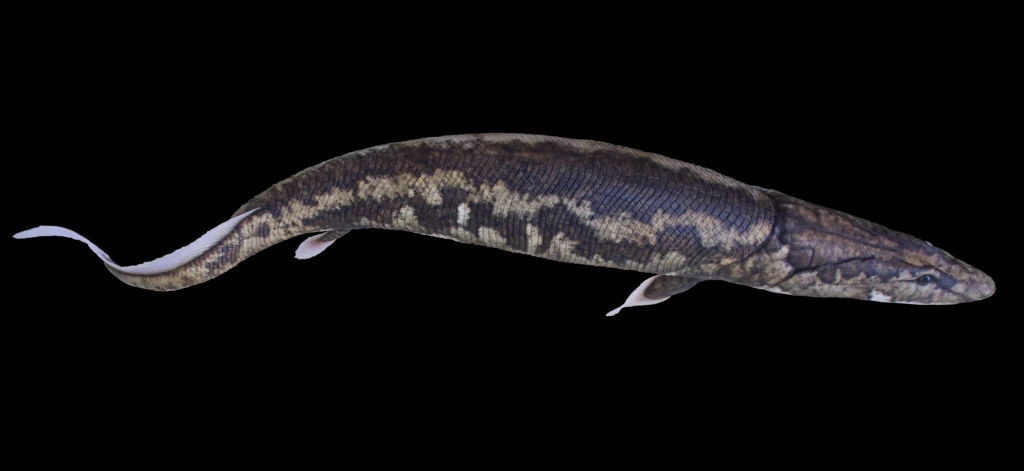 Panderichthys | NatureRules1 Wiki | Fandom