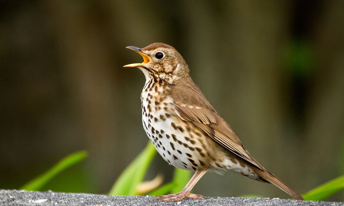 Song Thrush | NatureRules1 Wiki | Fandom