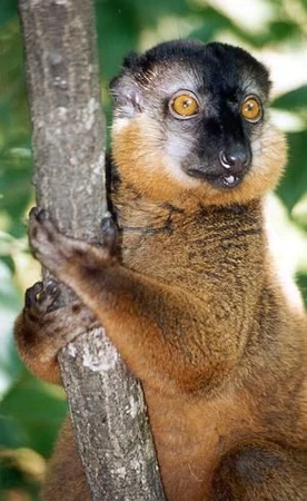 Collared Brown Lemur